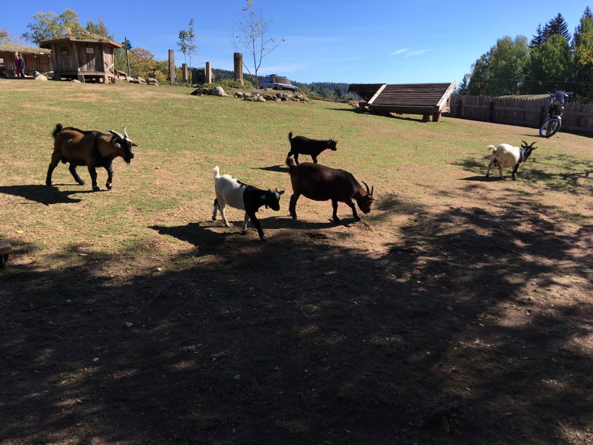 Farm for kids, farmapark Muchomurka - Eastern Europe Expat